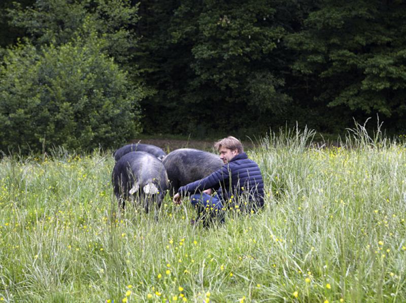 Porc Noir Gascon - Pierre Matayron