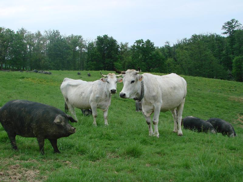 Vache gasconne, viande de boeuf gascon - Pierre Matayron